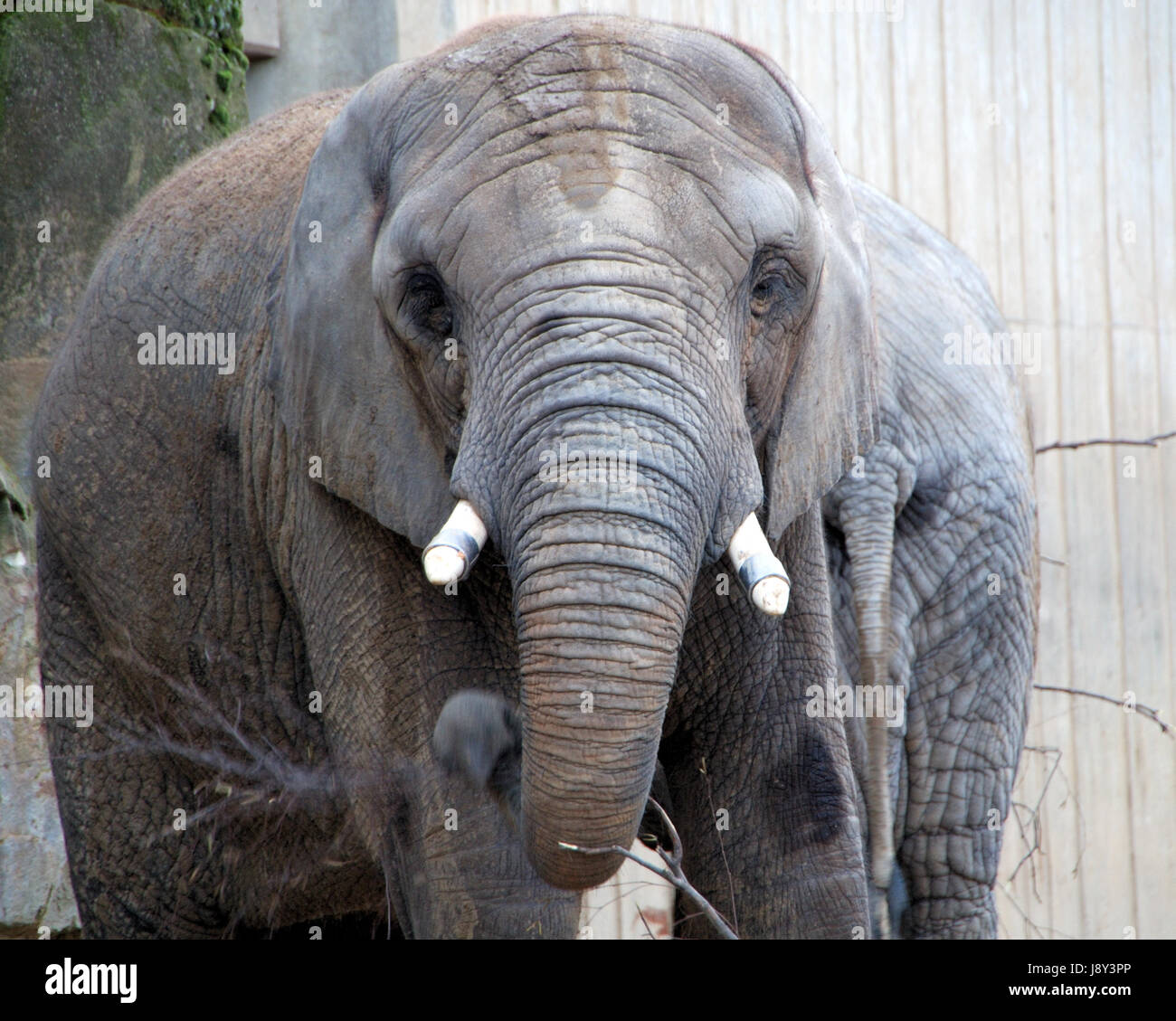africa, elephant, tusk, tooth, proboscis, wood, africa, elephant, tusk ...