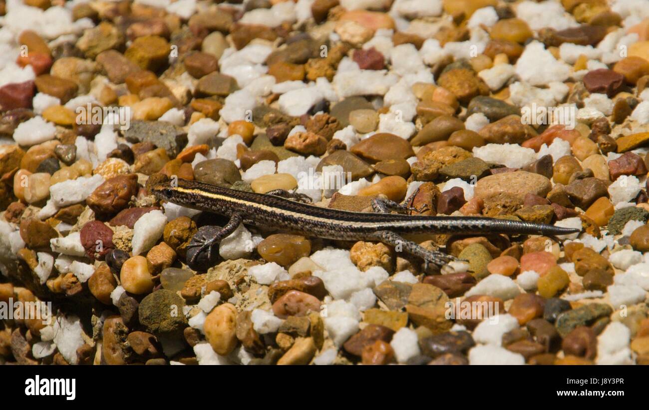 animal, reptile, lizard, rock, concrete, pebble, wait, waiting, stone ...