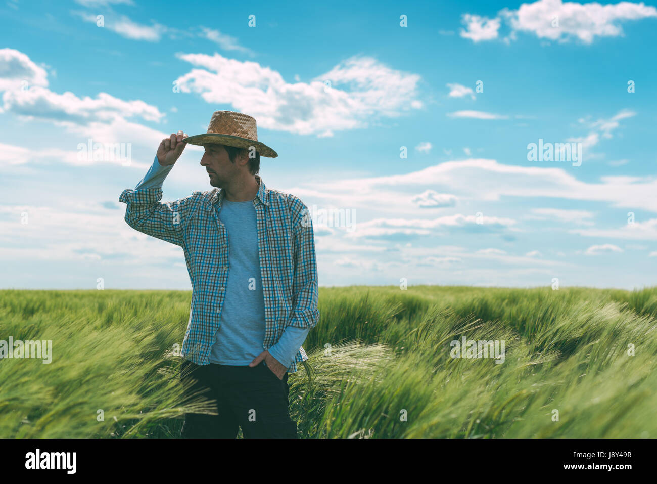 Male farmer walking through cultivated wheat field and examining growth ...