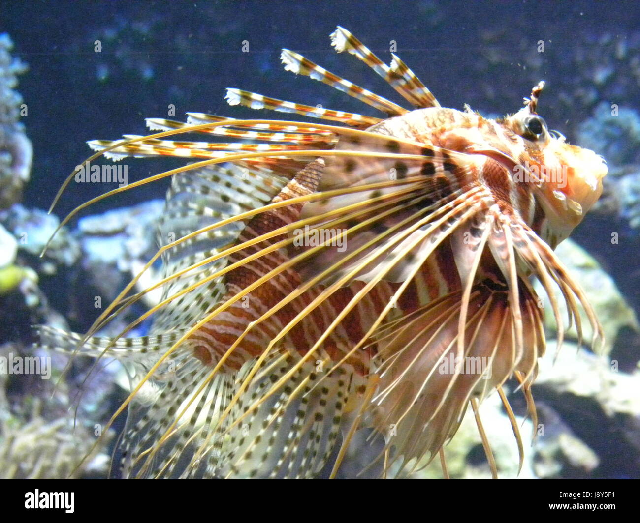 presentation, aquarium, pisces, publicity, advertising, presentation ...