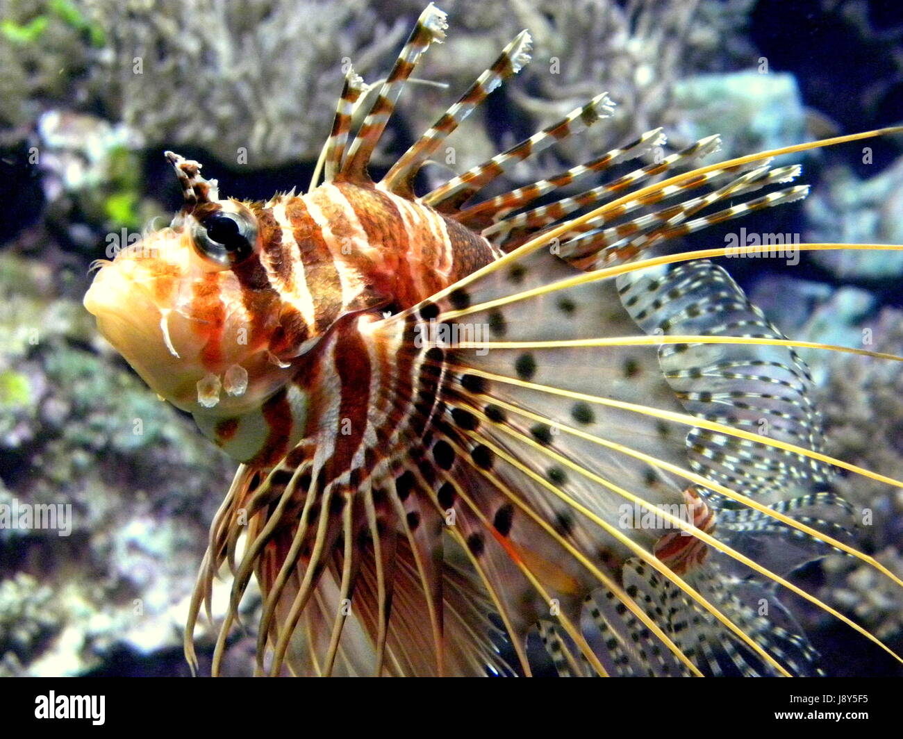 presentation, aquarium, pisces, publicity, advertising, presentation ...