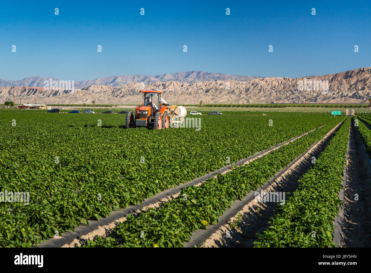 Pepper field hi-res stock photography and images - Alamy