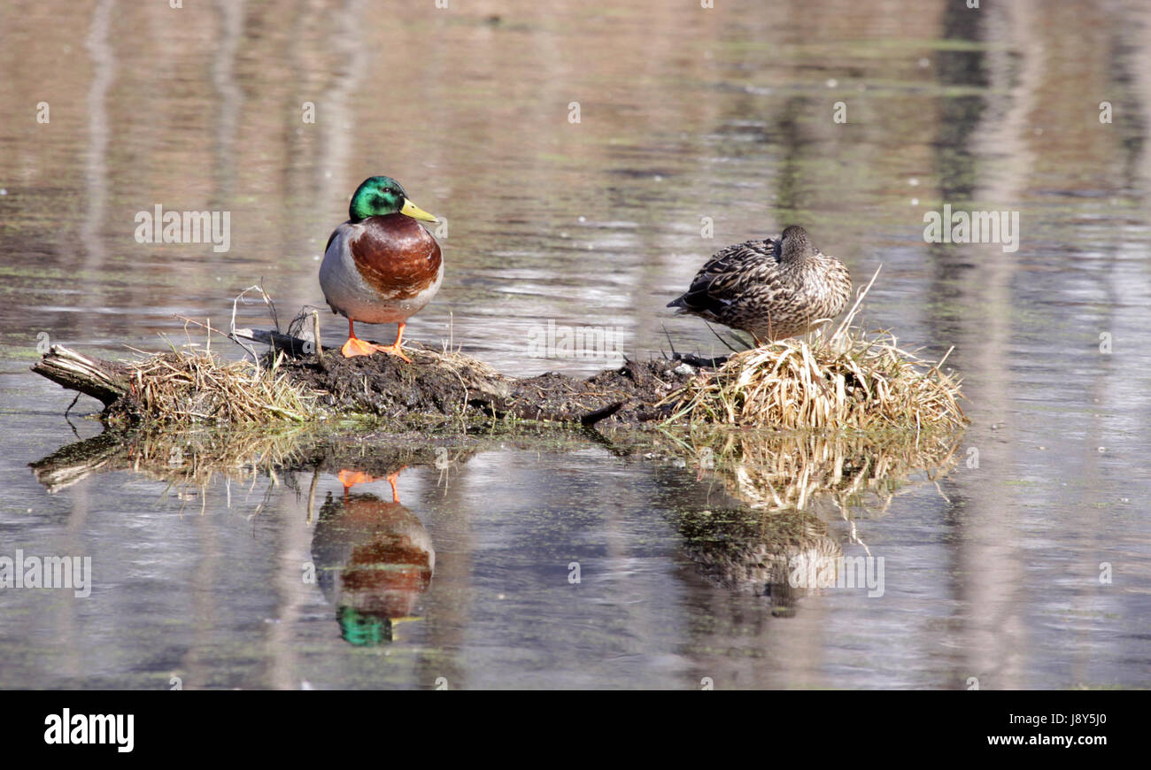 female, bird, reflection, horizontal, beak, ducks, duck, wildlife ...