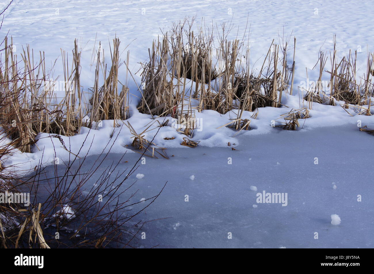 tree, park, winter, snow, coke, cocaine, material, drug, anaesthetic ...