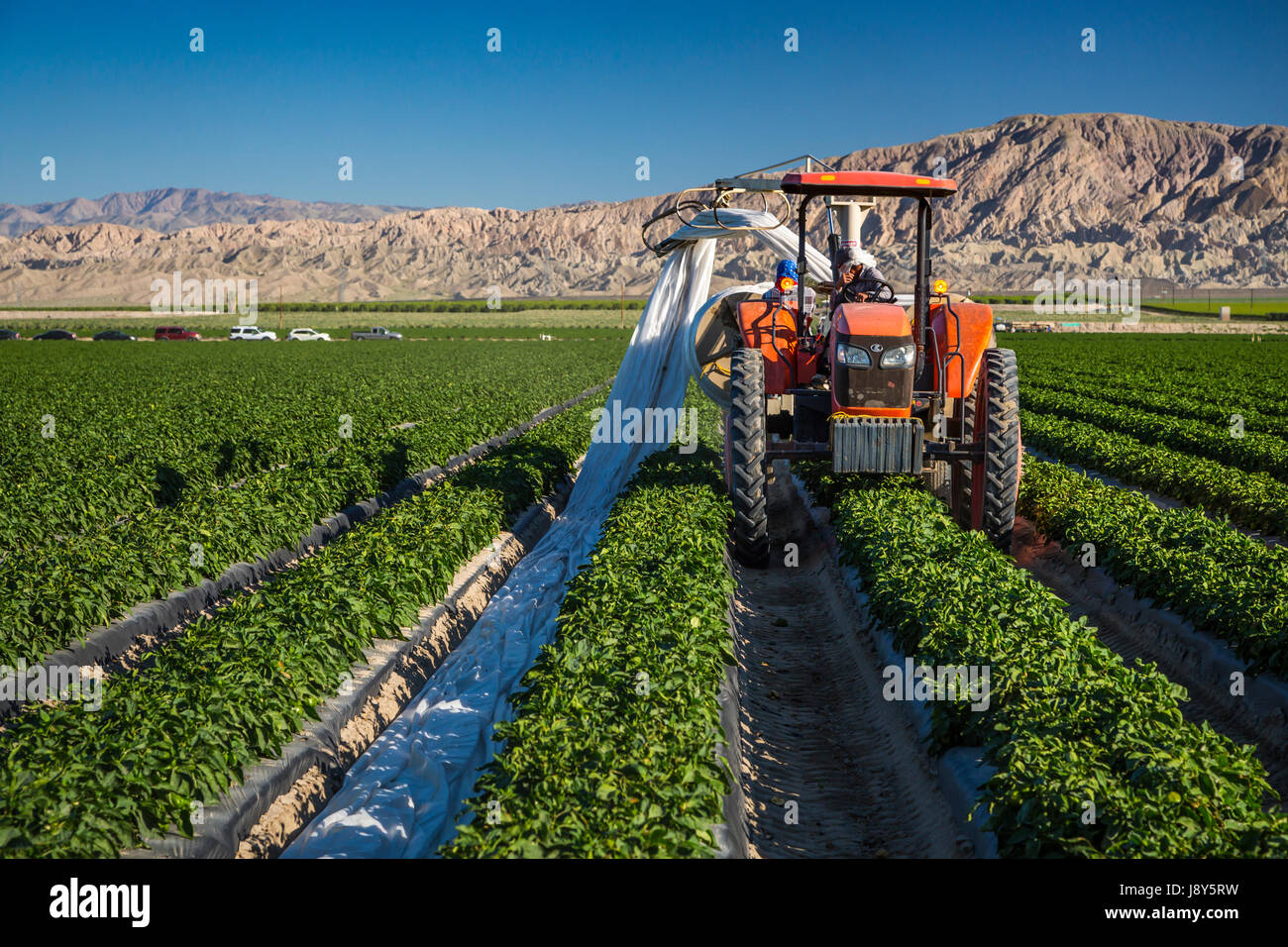 Pepper field hi-res stock photography and images - Alamy