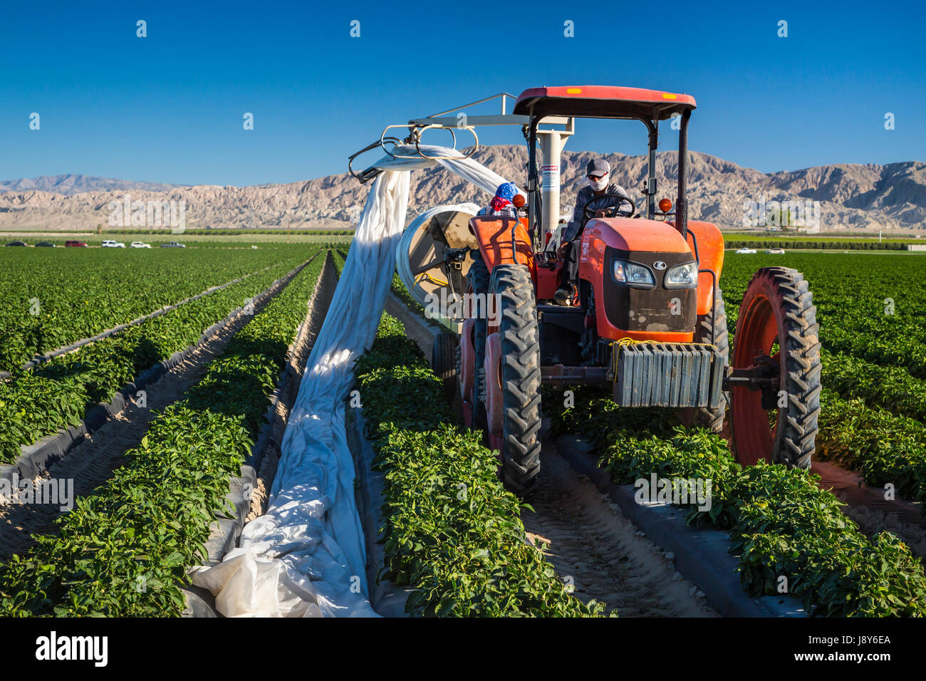 Pepper field hi-res stock photography and images - Alamy