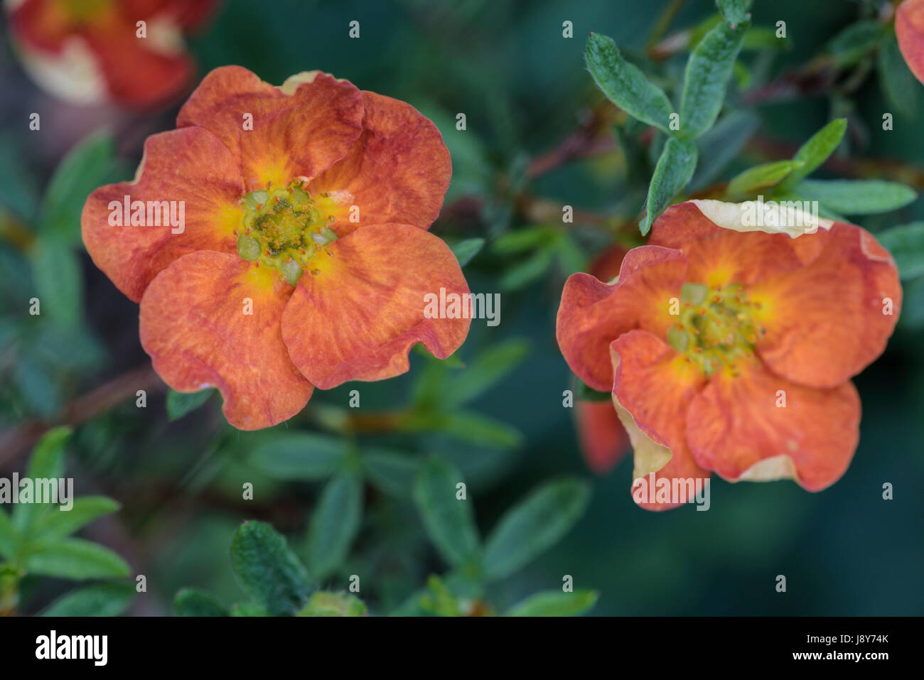 Potentilla fruticosa marian red robin hi-res stock photography and ...