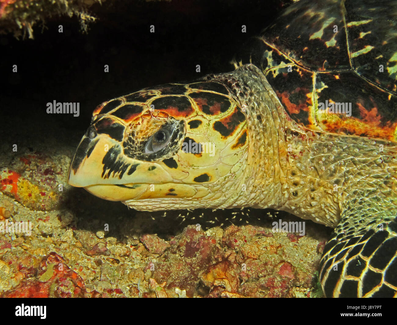 dive, atoll, reef, caribbean, turtle, tortoise, macro, close-up, macro ...