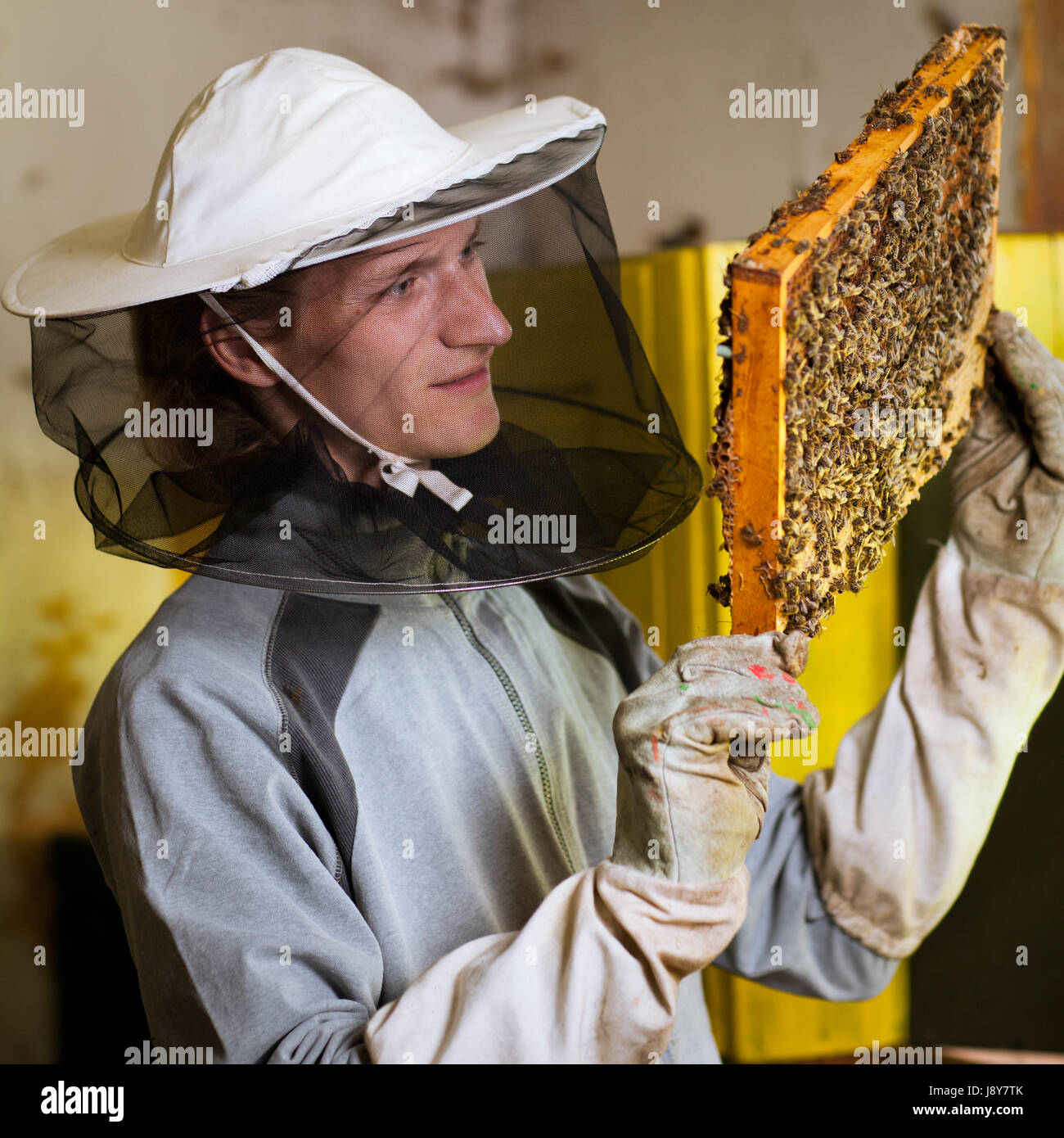 apiary, wax, honeycomb, honey, insect, bee, apiarist, beekeeper, laugh ...