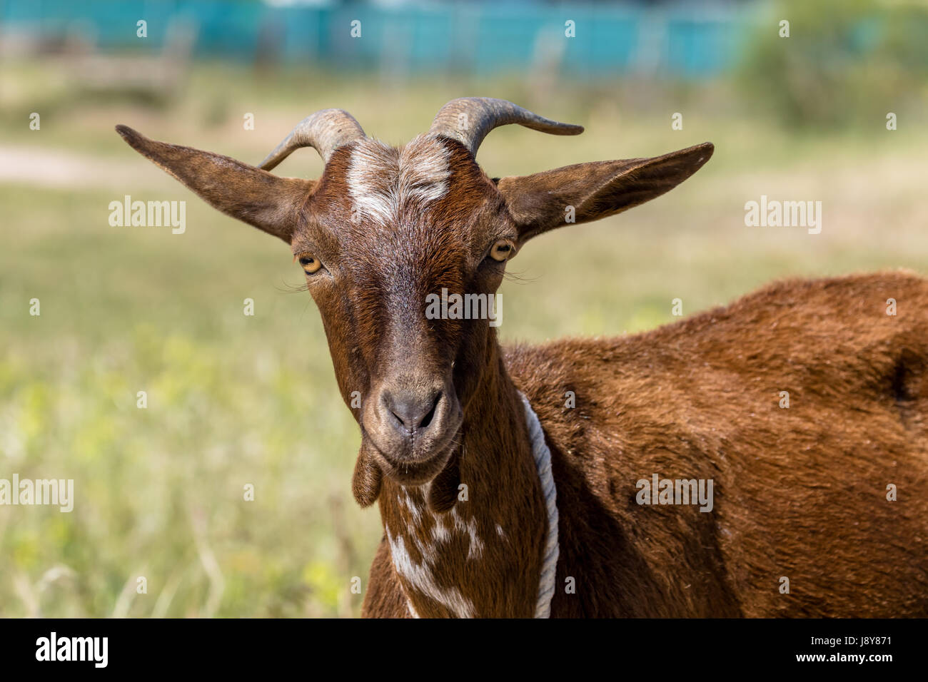 Details of a brown goat on the meadow Stock Photo - Alamy