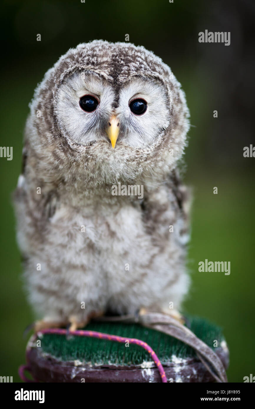 animal, bird, small, tiny, little, short, cub, baby, owl, tawny ...