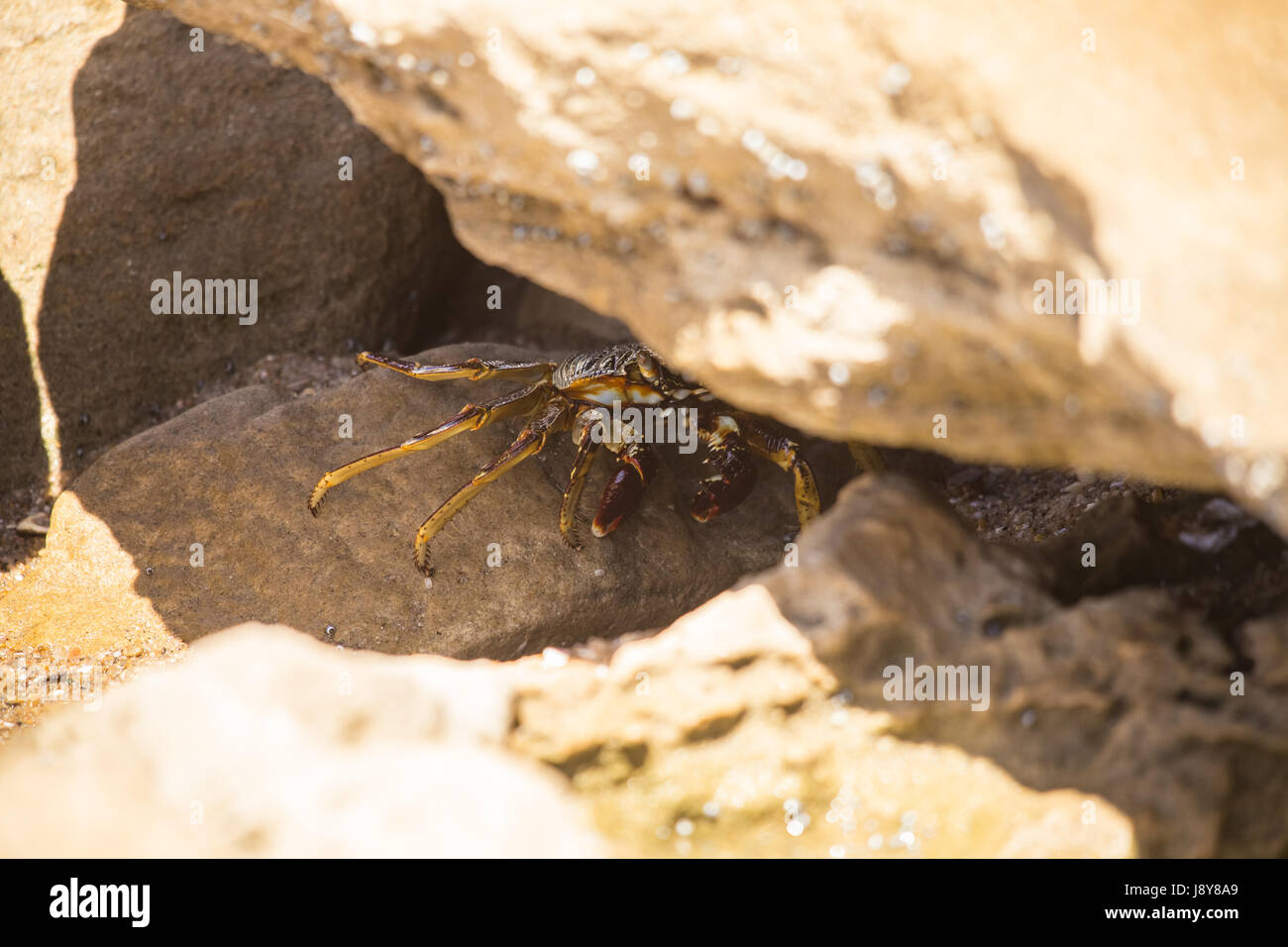 African crab hi-res stock photography and images - Alamy