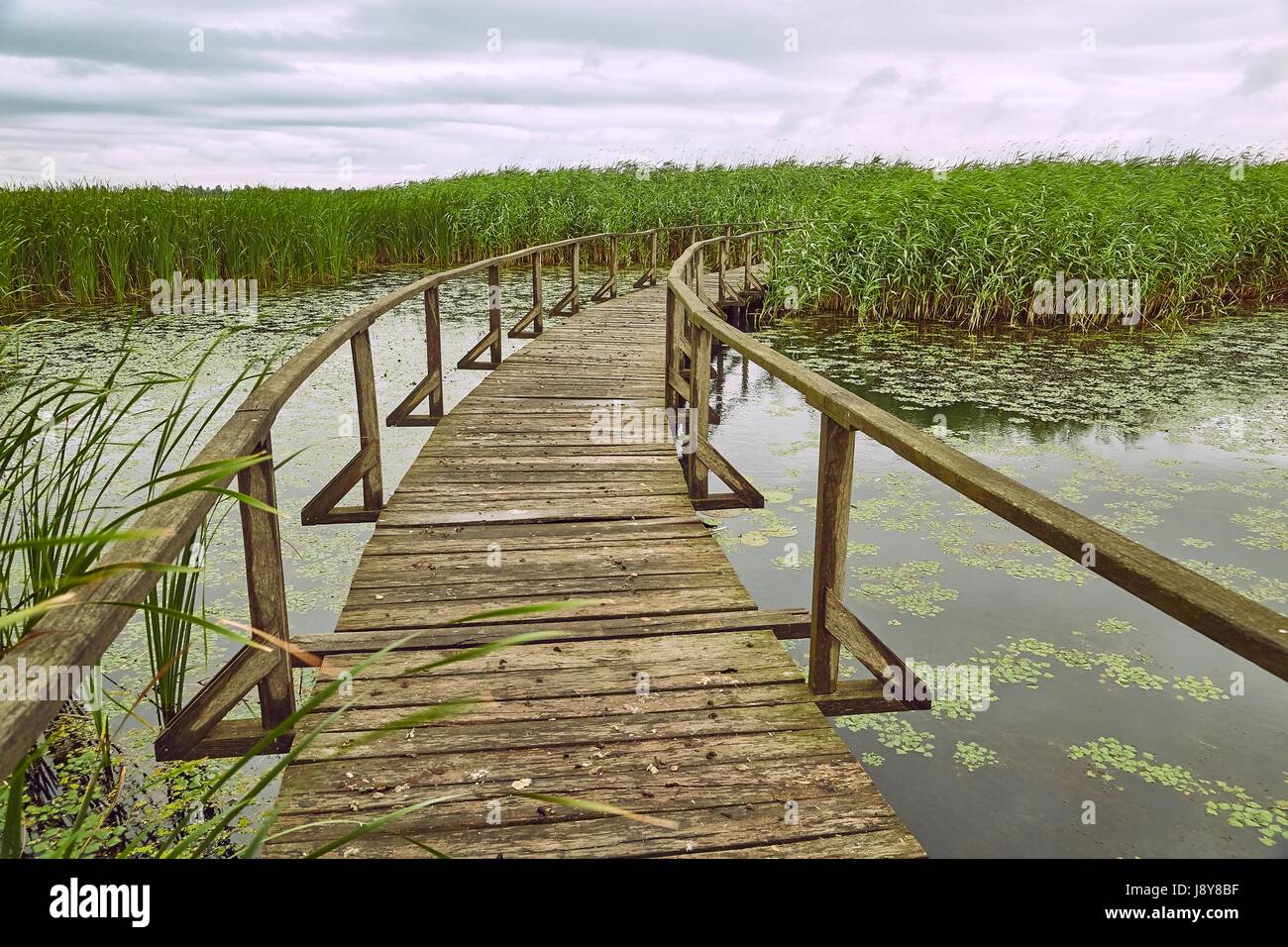 Swamp walking path Stock Photo - Alamy