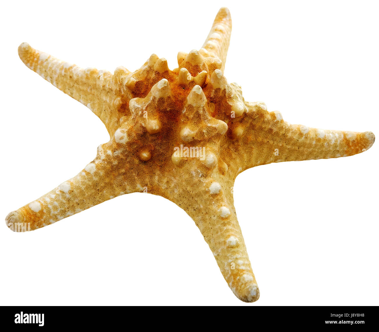 object, isolated, nobody, backdrop, background, white, object, single ...