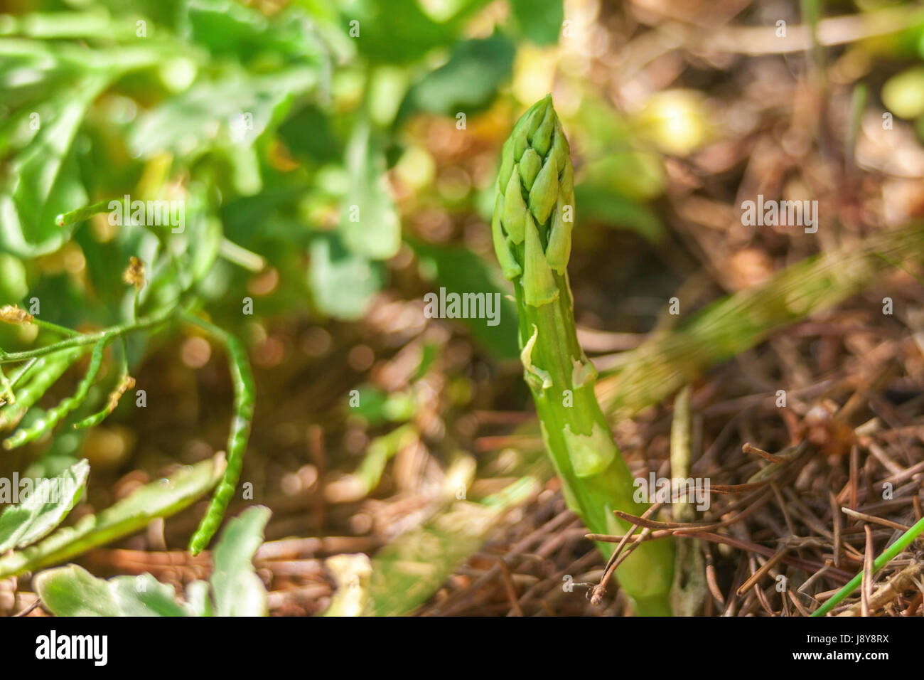 Wild asparagus asparagus officinalis hi-res stock photography and ...