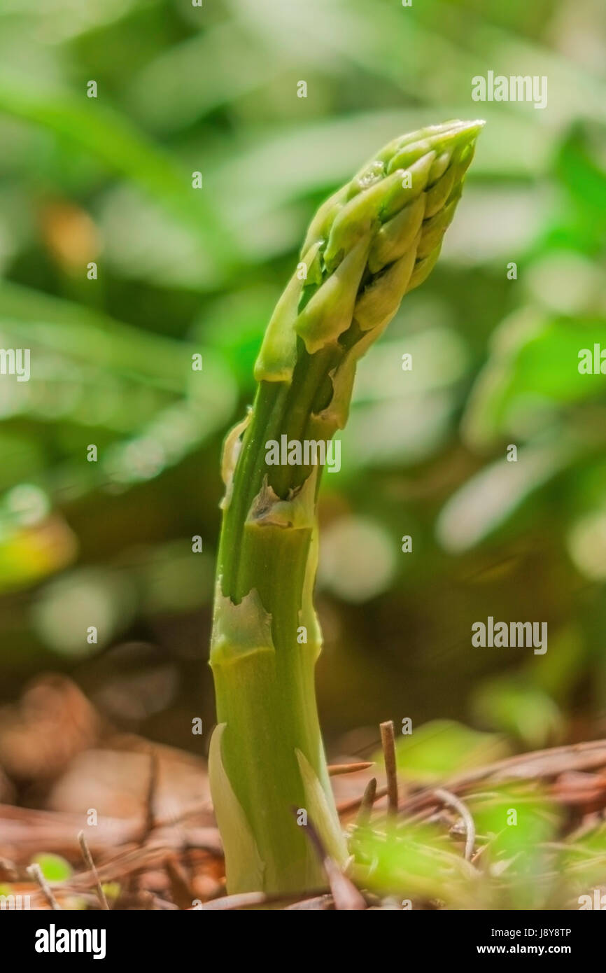Single asparagus hi-res stock photography and images - Alamy