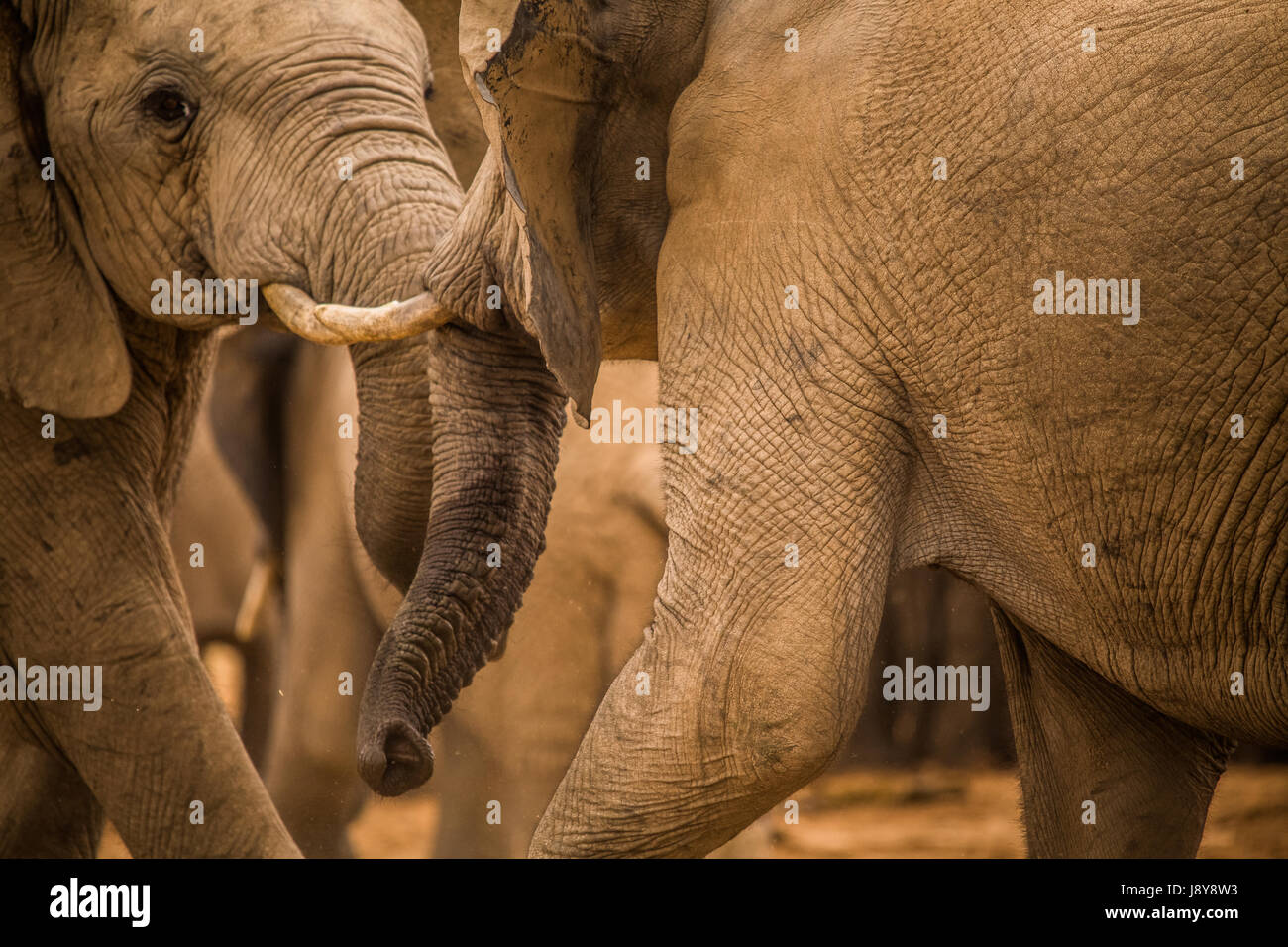 Elephants at Addo Elephant Park - South Africa Stock Photo - Alamy