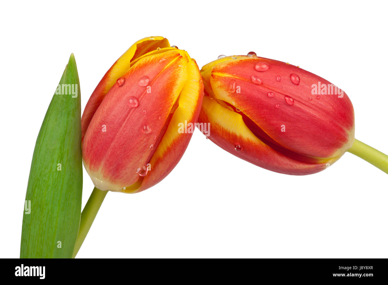 Bloomy tulips hi-res stock photography and images - Alamy