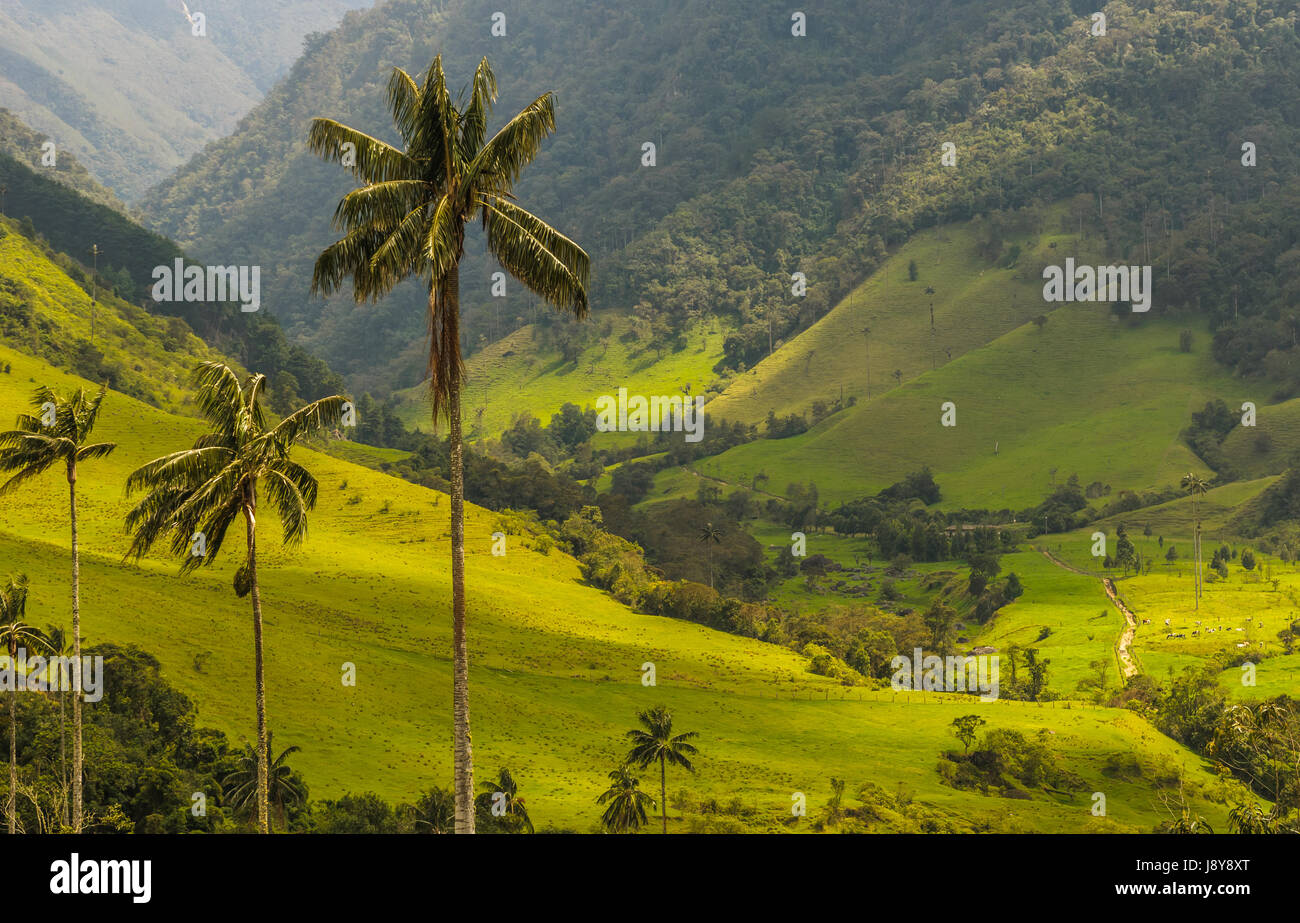 Wax palm trees of Cocora Valley, Colombia Stock Photo - Alamy