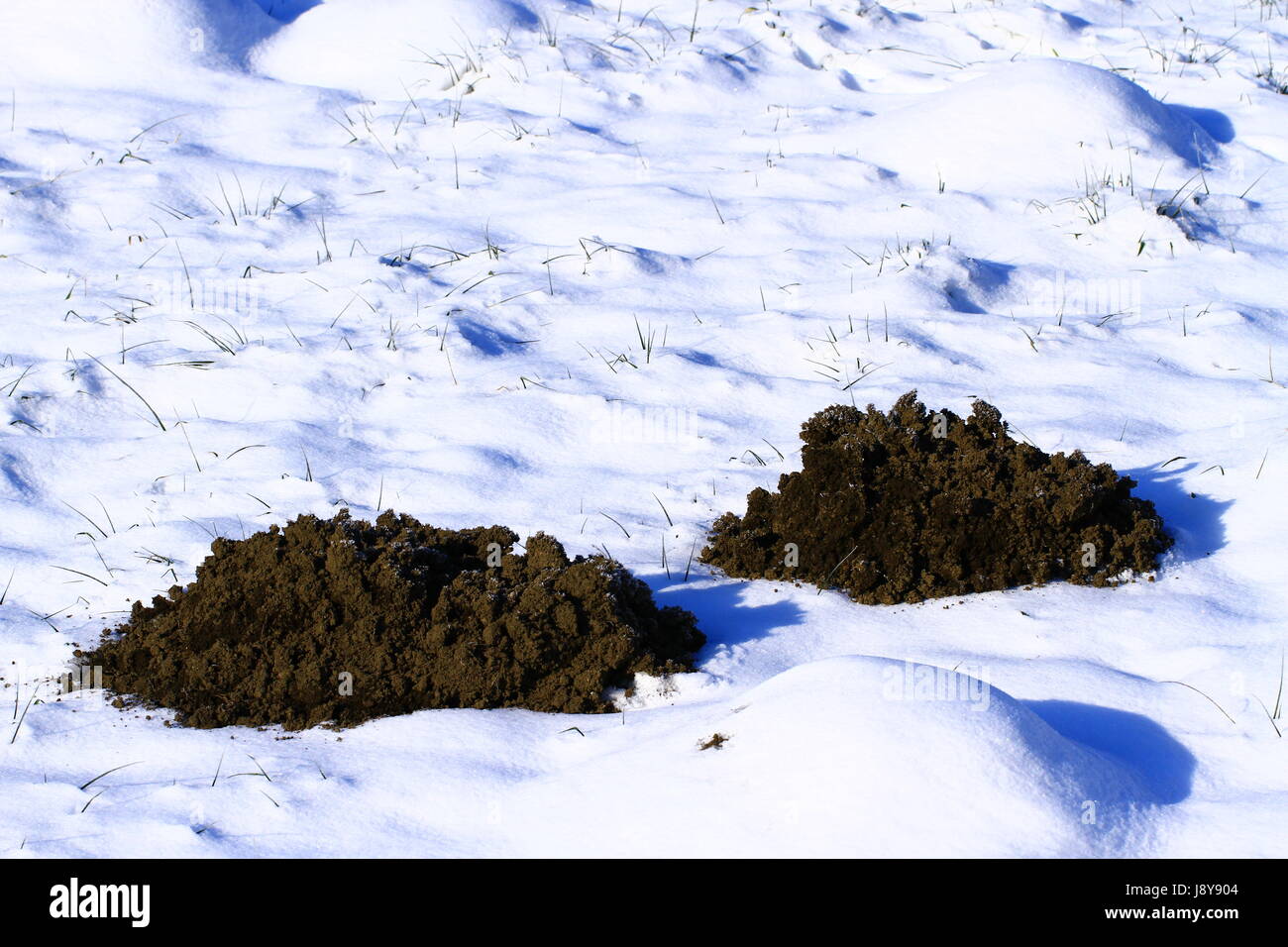 ground, soil, earth, humus, mole, winter sleep, maulwurfhgel, maulwurf ...