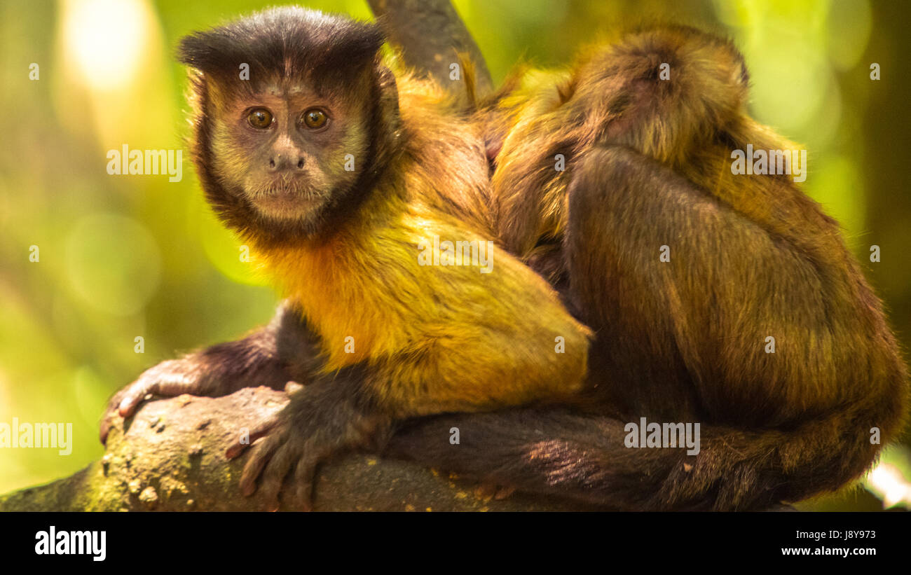 Monkey's at Monkeyland - South Africa Stock Photo - Alamy
