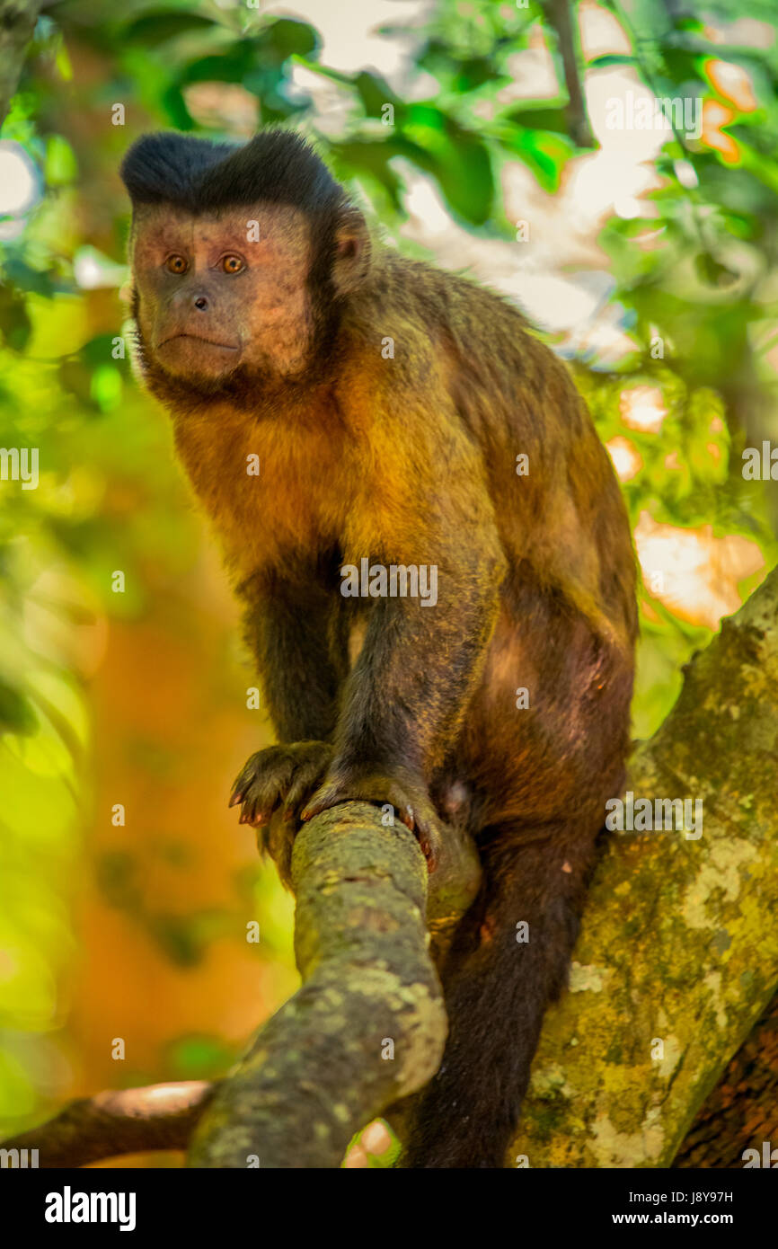 Monkey's at Monkeyland - South Africa Stock Photo - Alamy