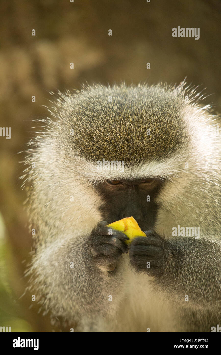 Monkey's at Monkeyland - South Africa Stock Photo - Alamy
