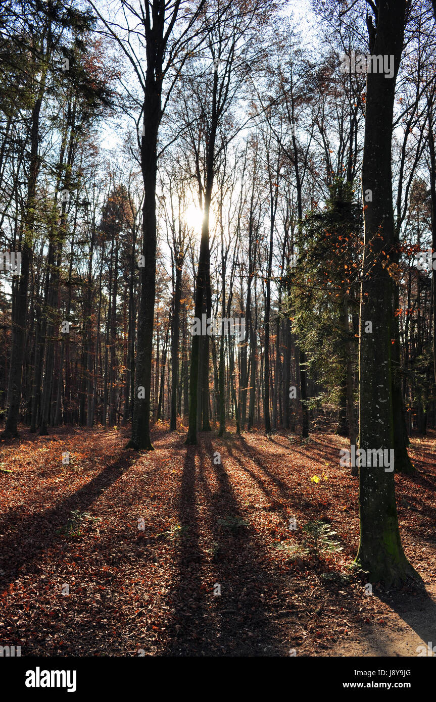 tree, trees, leaves, counter-light, shine, shines, bright, lucent ...