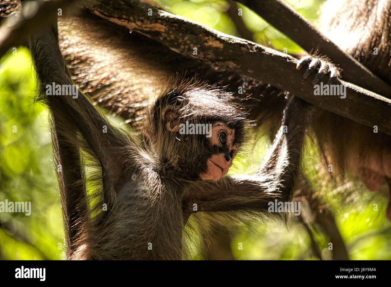 Monkey's at Monkeyland - South Africa Stock Photo - Alamy