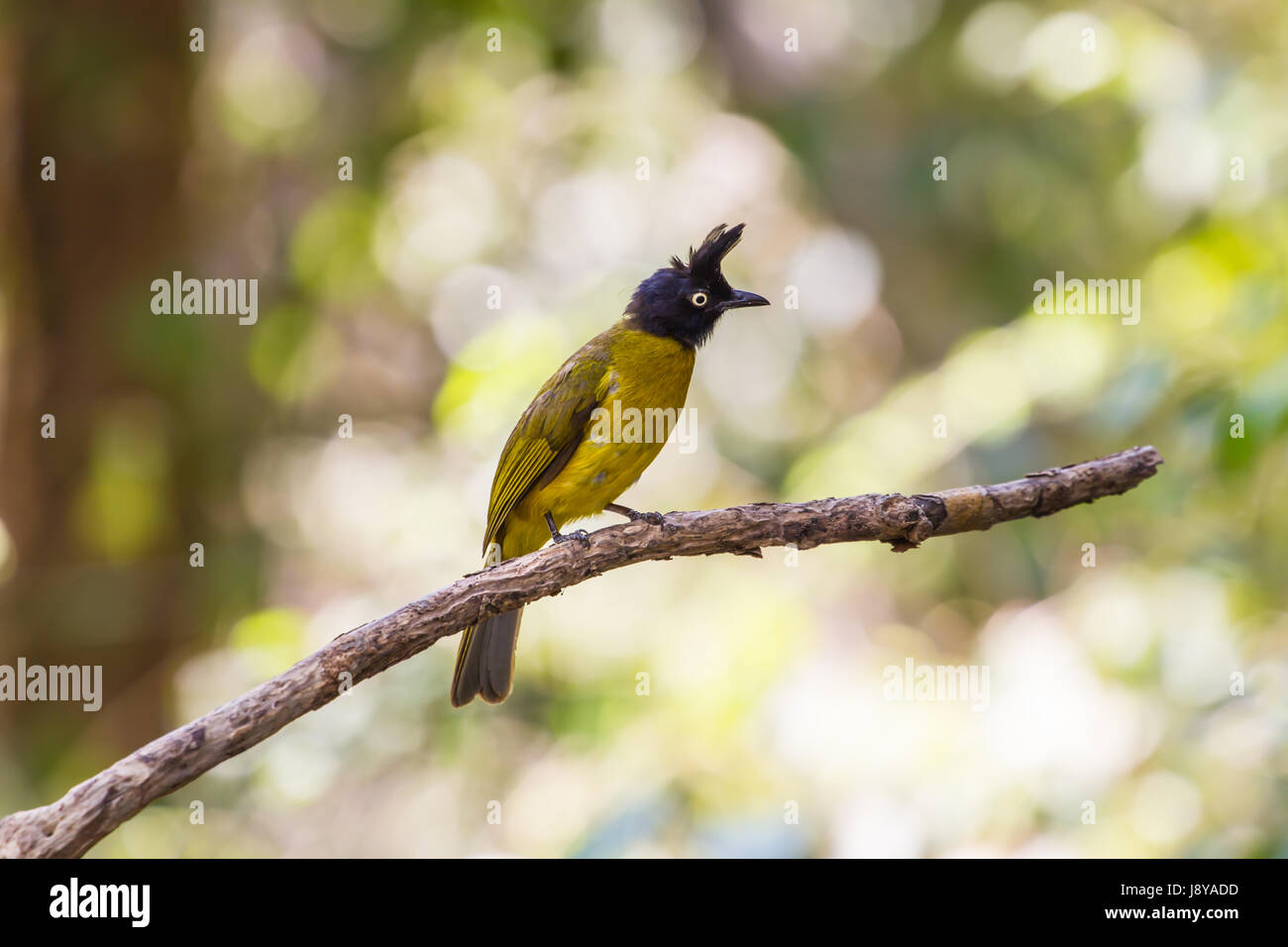 Beautiful bird Black-crested Bulbul , Pycnonotus melanicterus perched ...