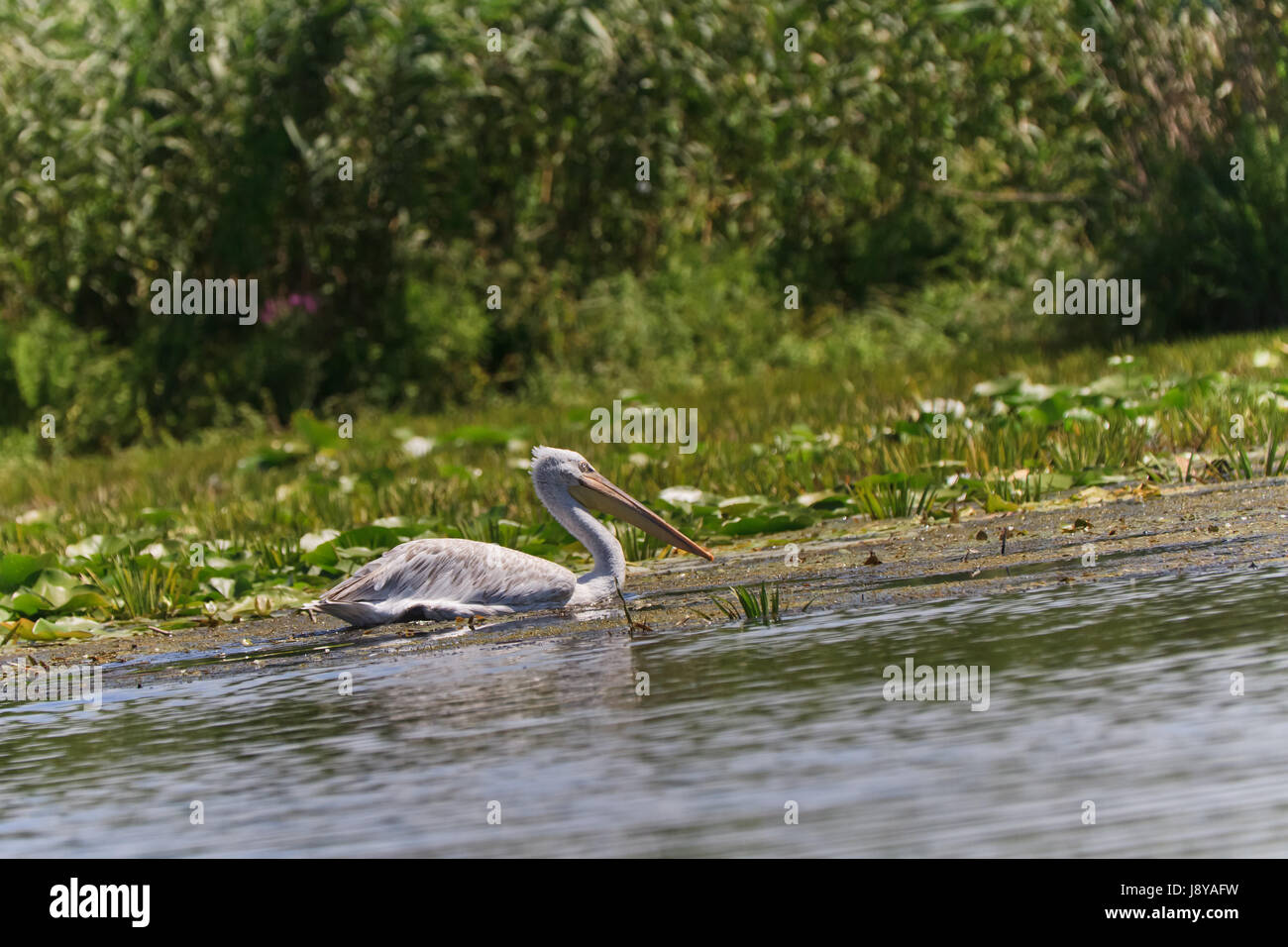 single, animal, bird, wild, summer, summerly, adult, danube, wildlife ...