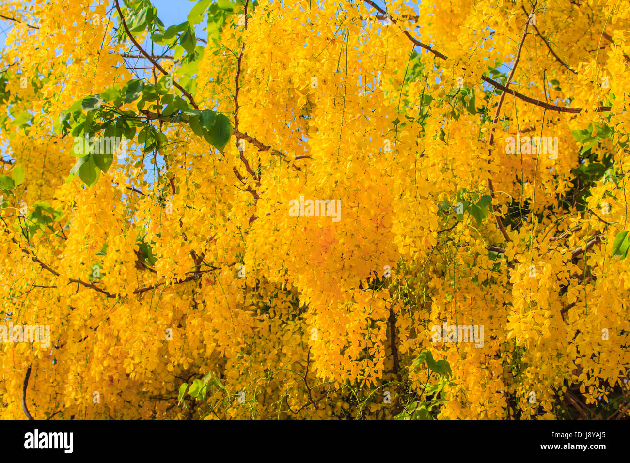 Cassia Fistula in clear blue sky. national tree of Thailand in summer ...