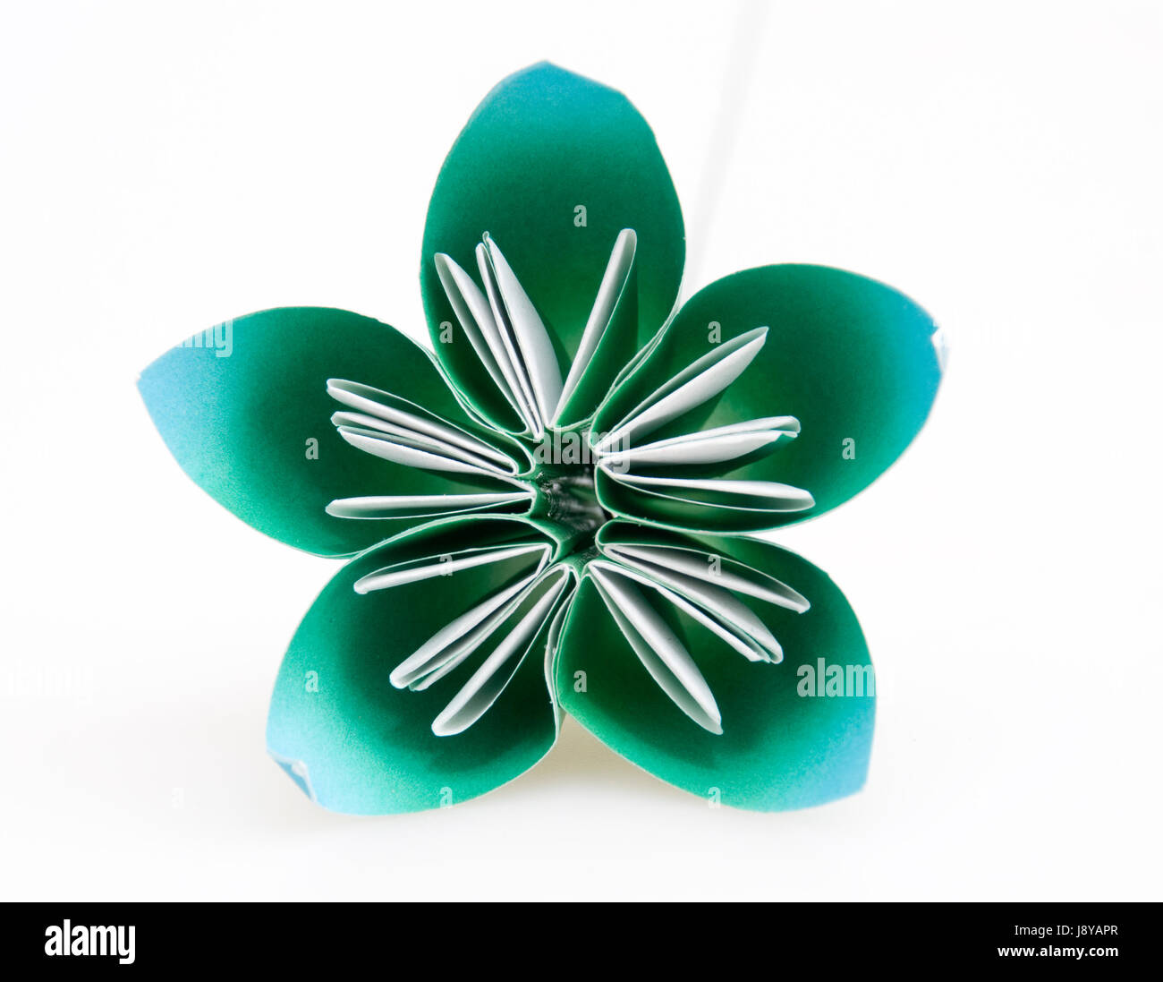 isolated, flower, plant, studio, folded, petals, japanese, sheet of ...