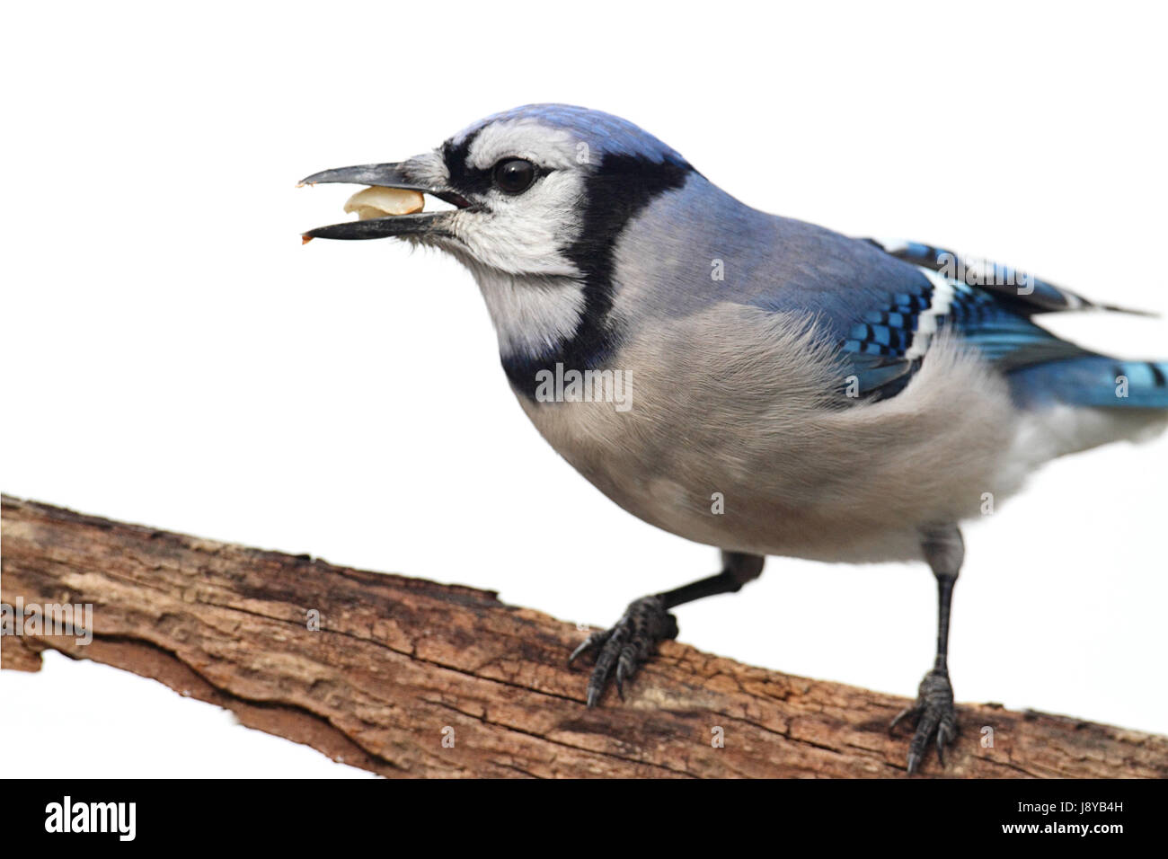 blue, isolated, jay, white, blue, isolated, animal, bird, fauna, wild ...