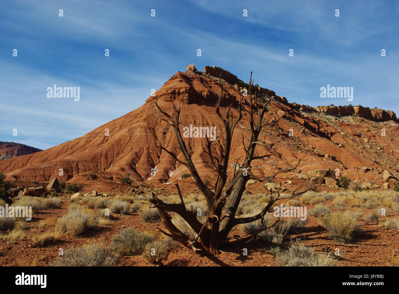 tree, desert, wasteland, branch, dry, dried up, barren, plant, blue ...