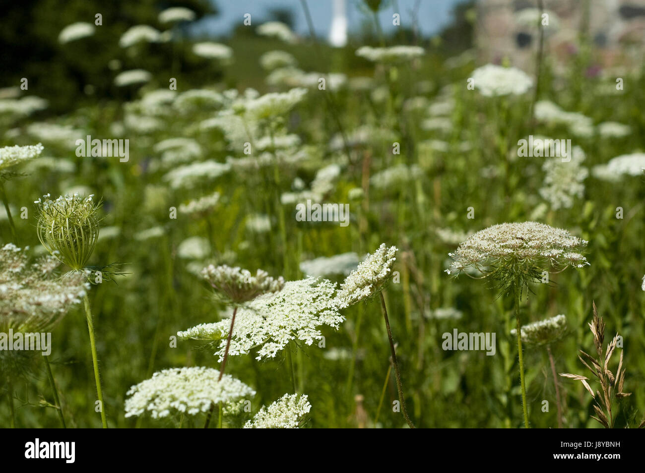 field, flower, flowers, plant, summer, summerly, stalk, stem, landscape ...
