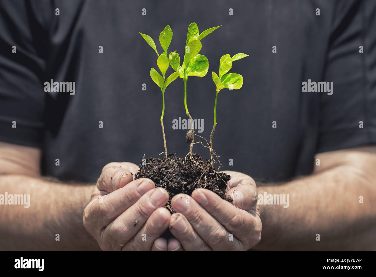 Holding tree sapling hi-res stock photography and images - Alamy