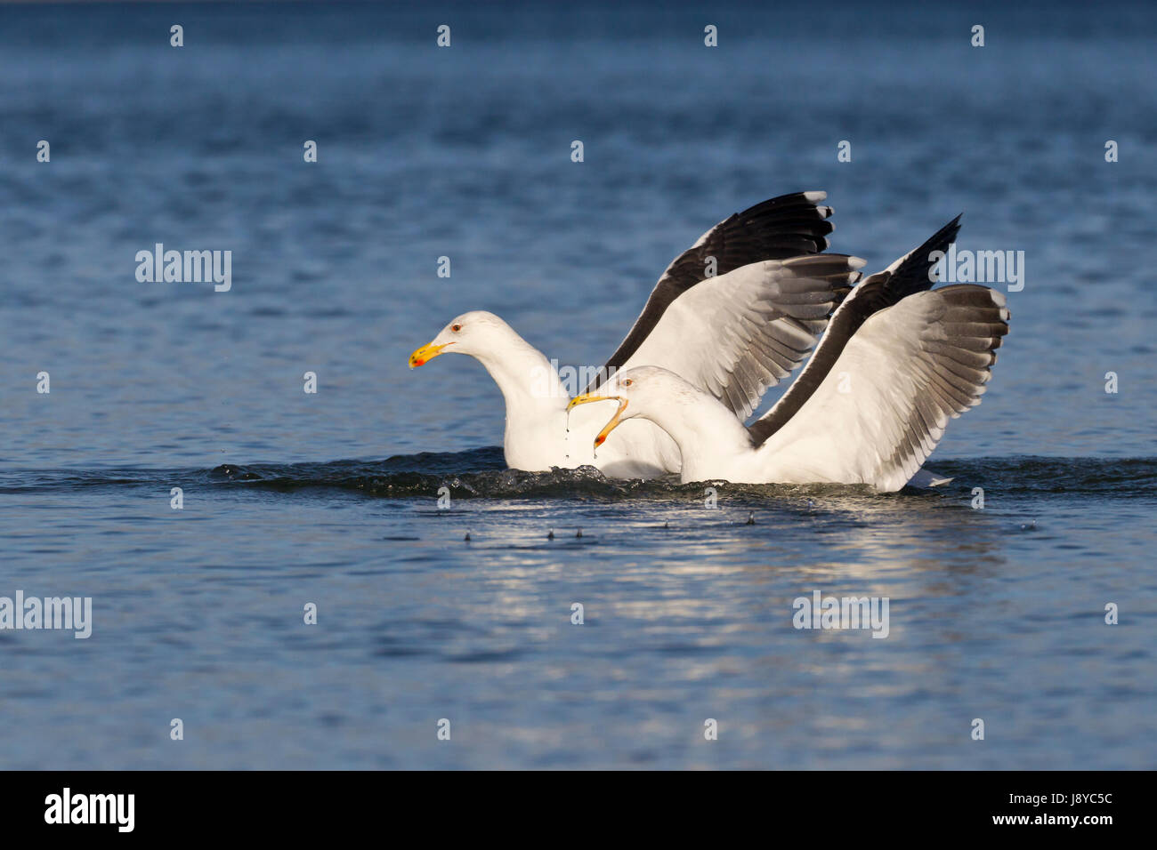 animal, horizontal, two, nature, seagulls, gulls, blue, animal, beach ...
