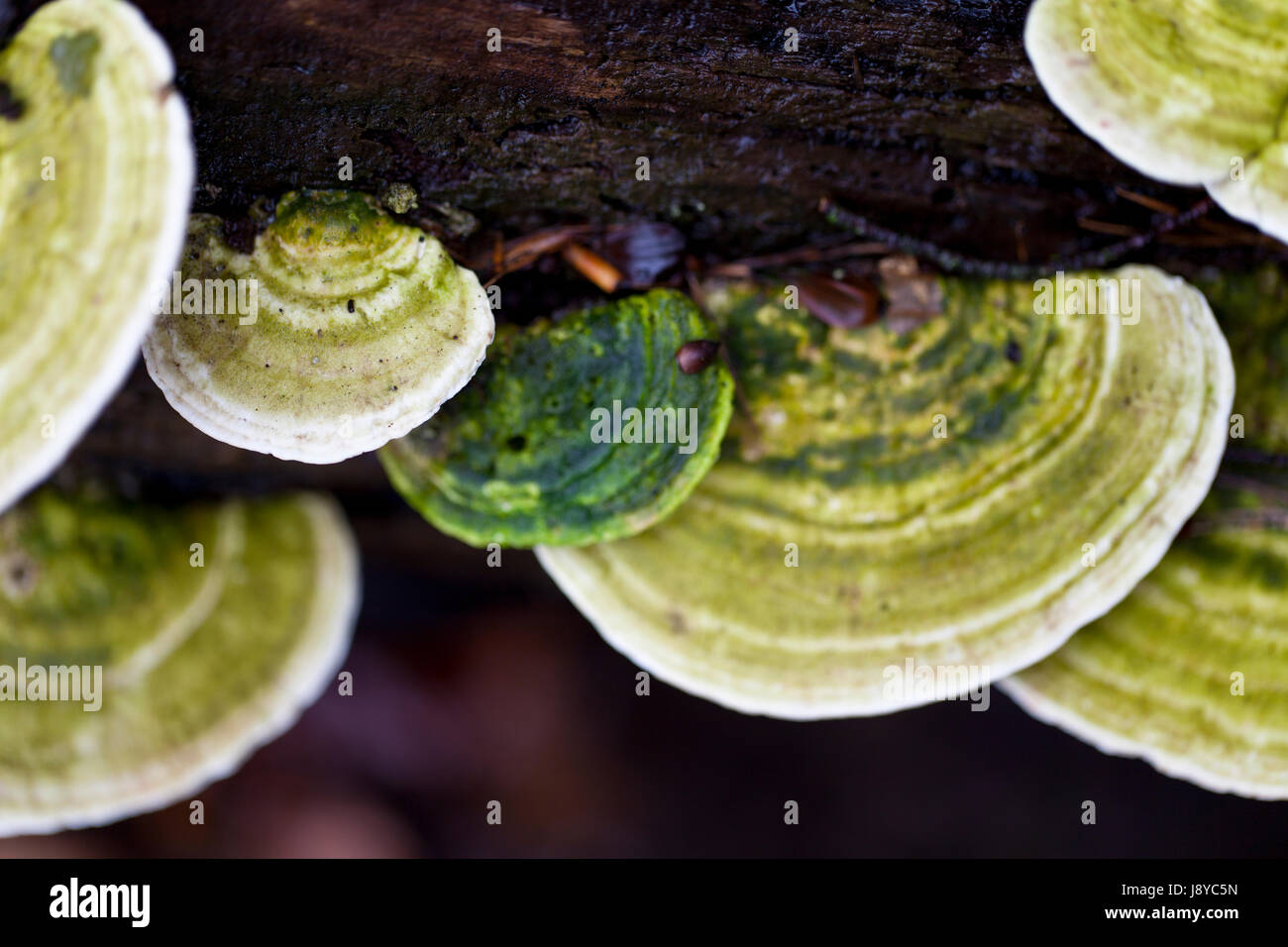 scale sponges (fomes fomentarius) with green algae Stock Photo - Alamy