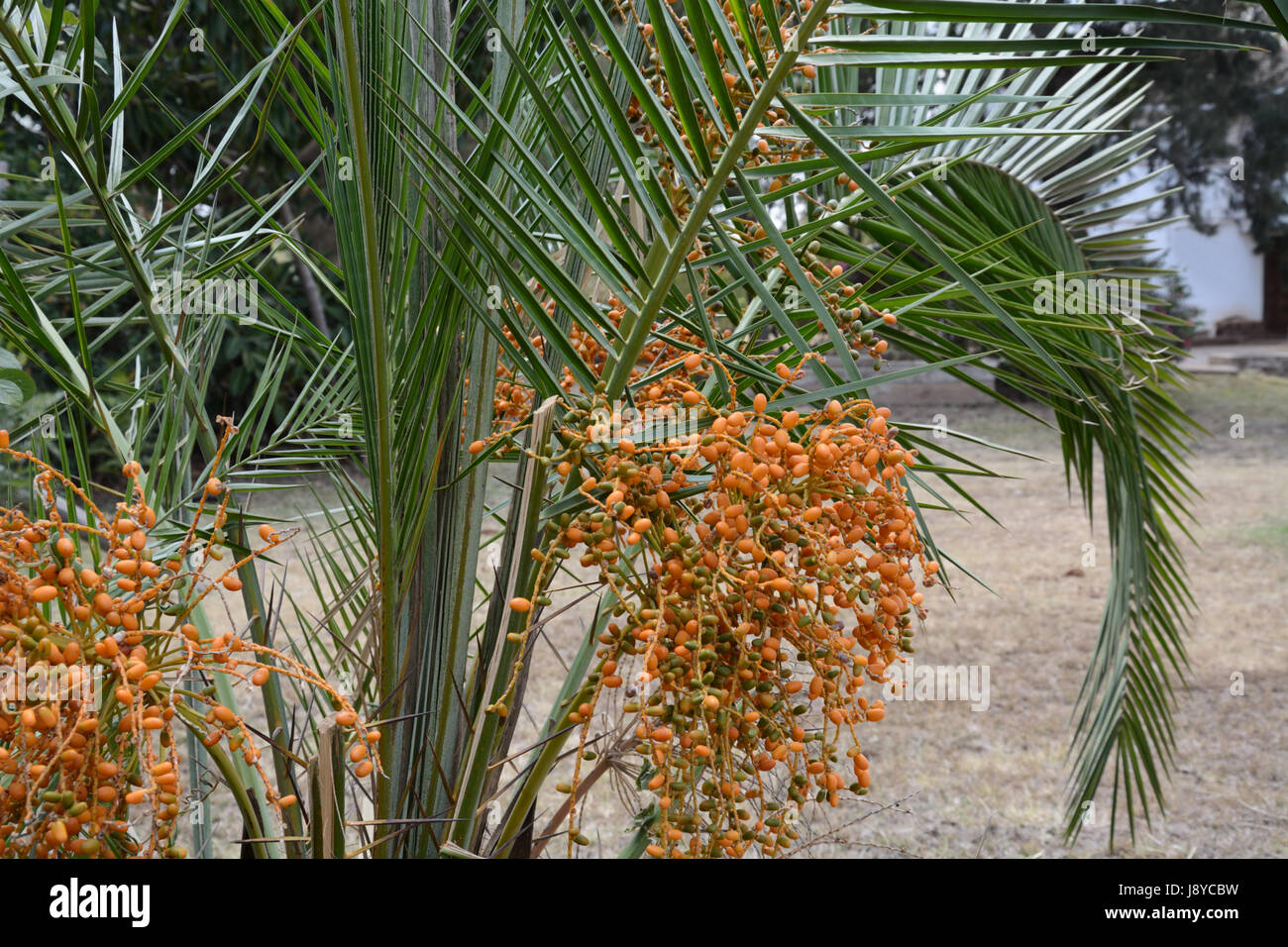 Palm tree in bloom Stock Photo - Alamy