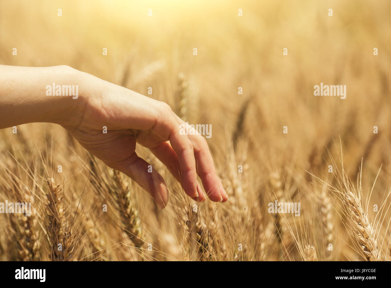 Hand in wheat field Stock Photo - Alamy