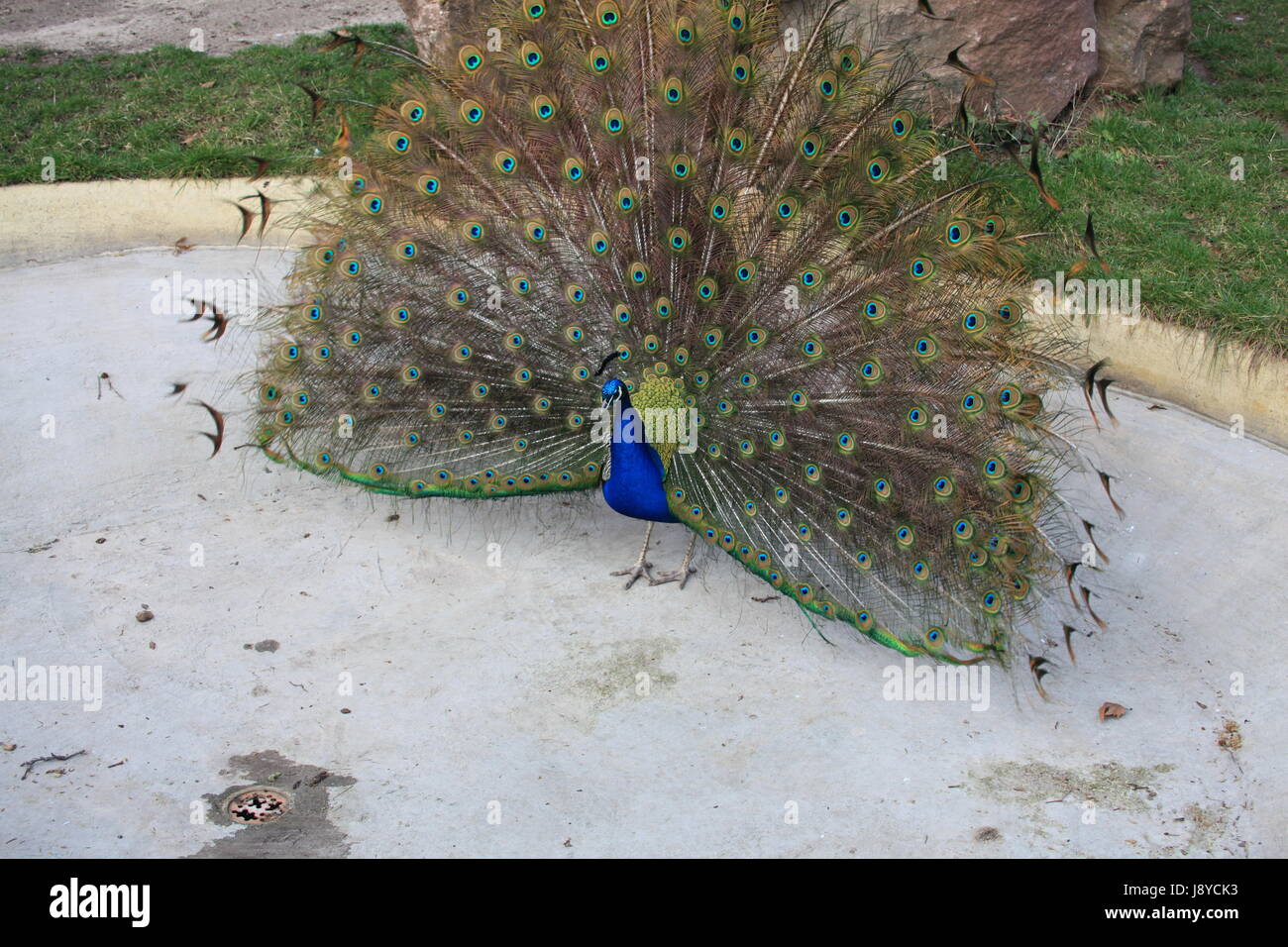 Flirting peacock hi-res stock photography and images - Alamy