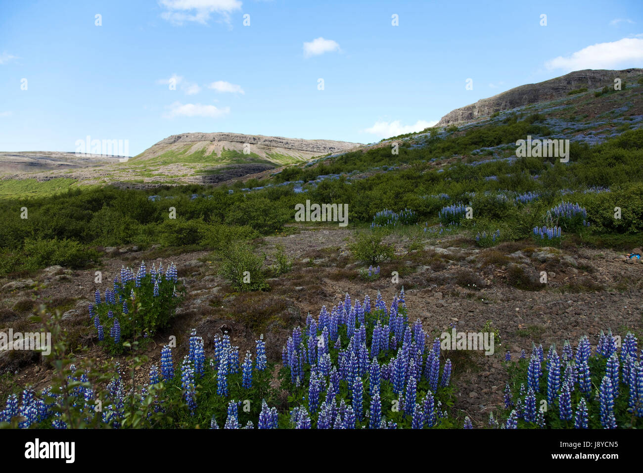 flower, plant, field, iceland, landscape, scenery, countryside, nature ...