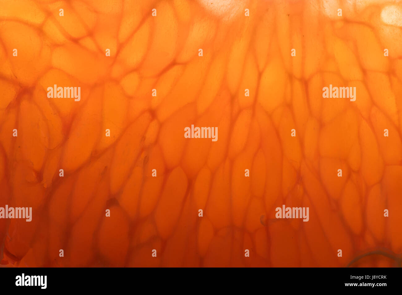 Close Up of Orange Slice with backlighting Stock Photo - Alamy