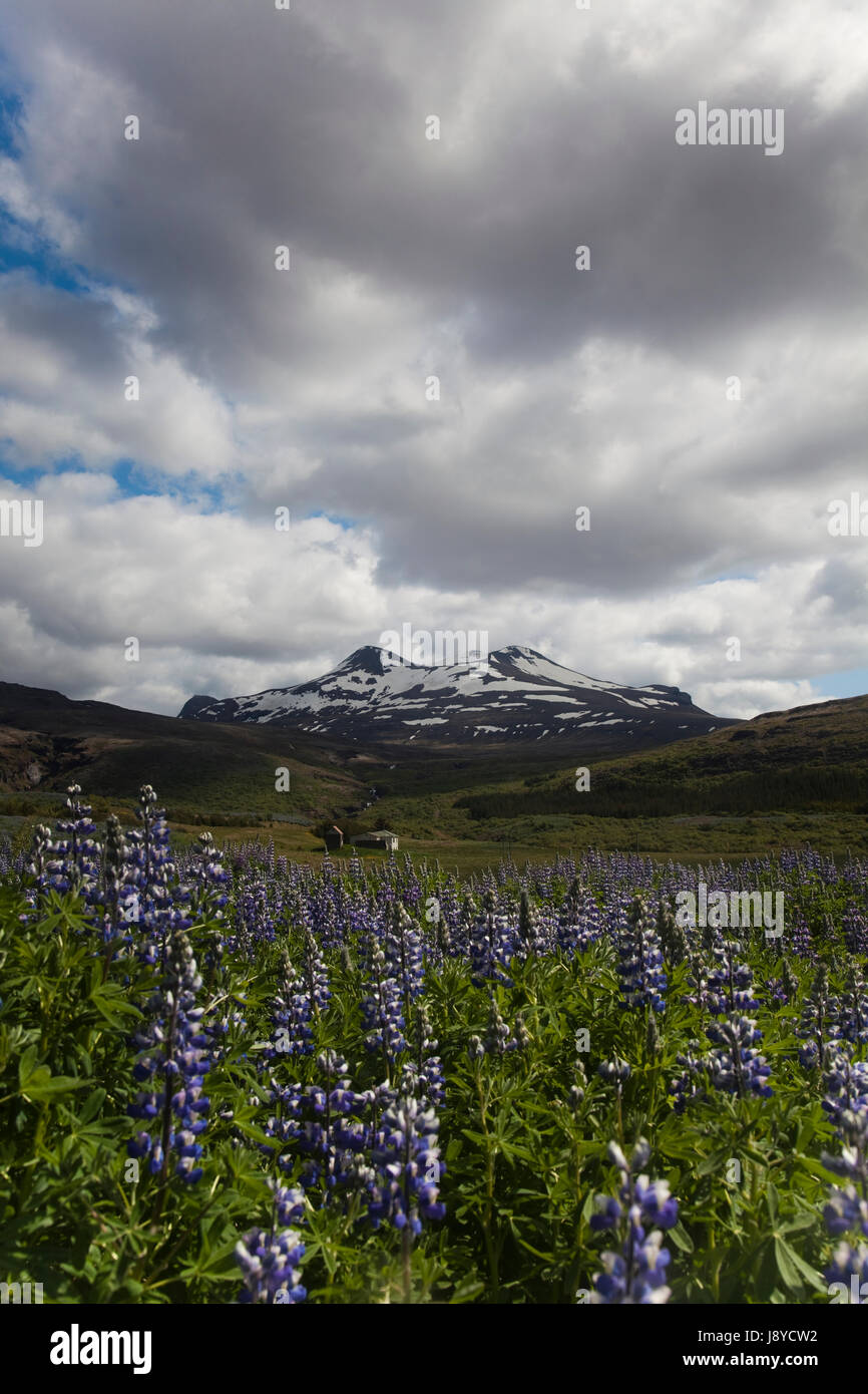 flower, plant, field, iceland, landscape, scenery, countryside, nature ...