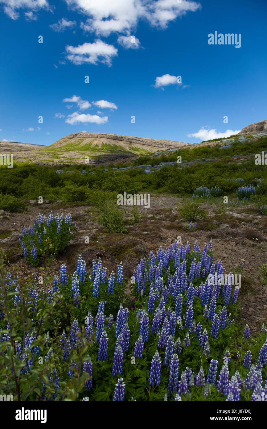 flower, plant, field, iceland, landscape, scenery, countryside, nature ...