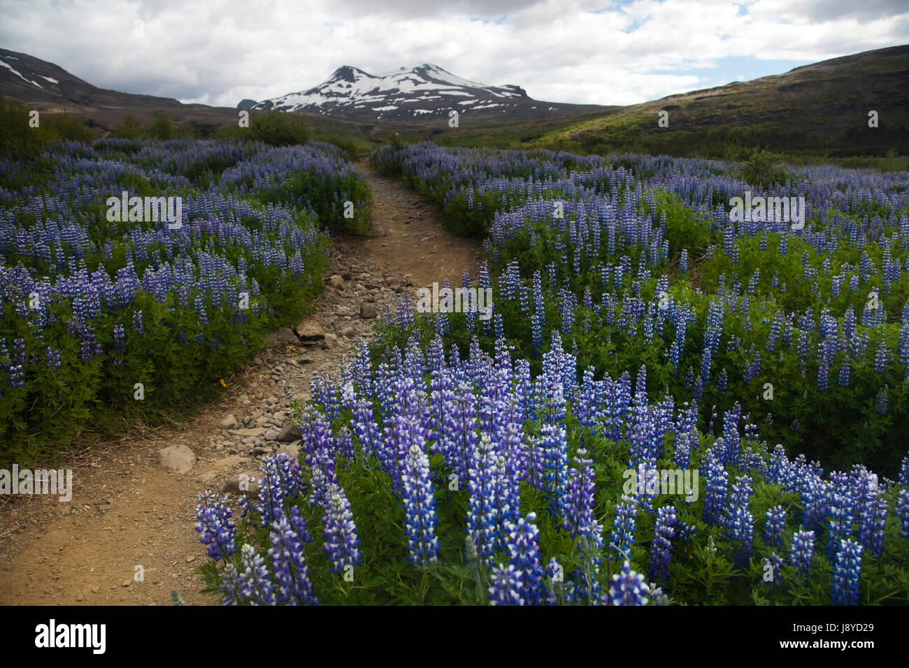 flower, plant, field, iceland, landscape, scenery, countryside, nature ...