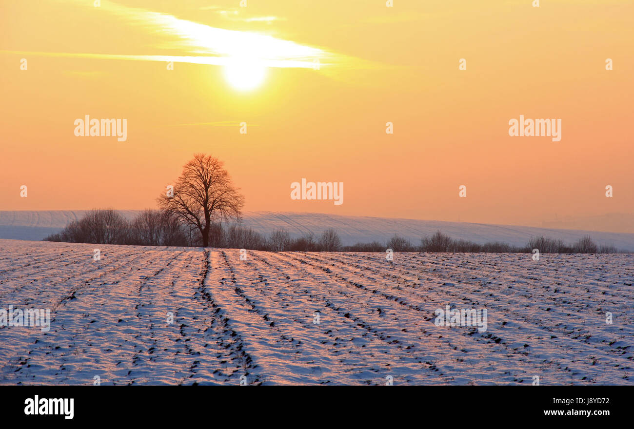 tree, winter, sunset, field, meadow, snow, nature, tree, winter, sunset ...
