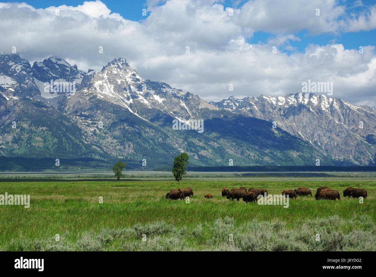 tree, cloud, shrub, mountain range, buffalo, meadow, mountain, blue ...
