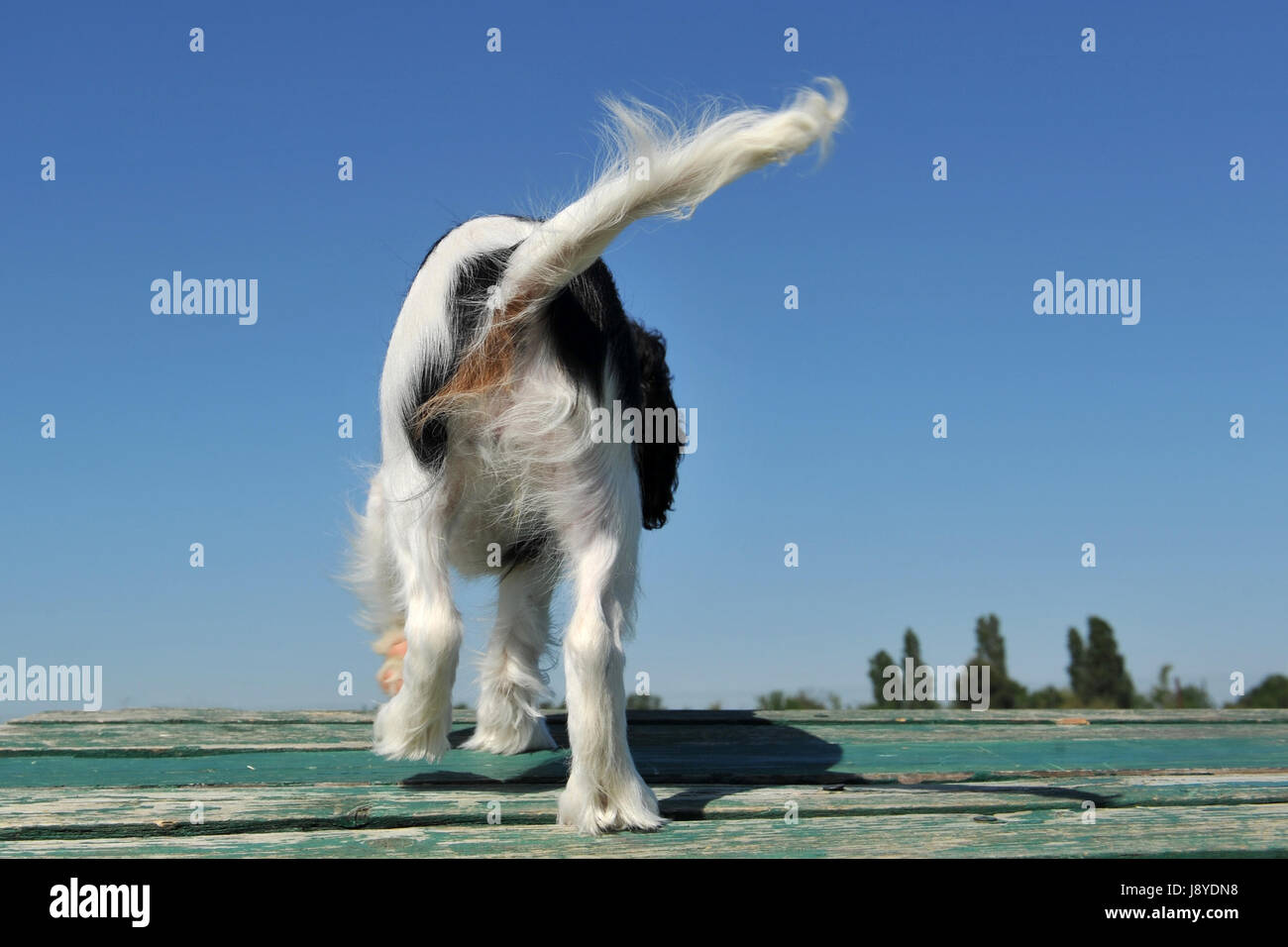 dog, puppy, bottom, arse, ass, bum, back, walk, go, going, walking ...